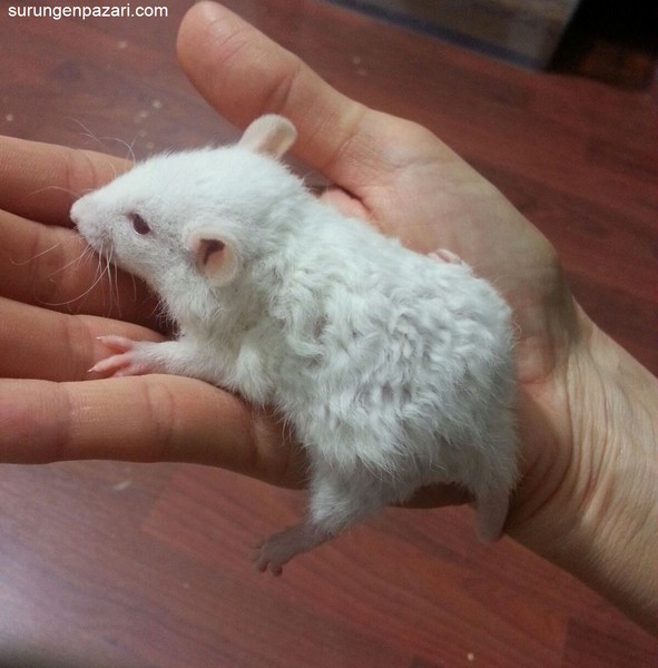 Sürüngen Pazarı | Sürüngen